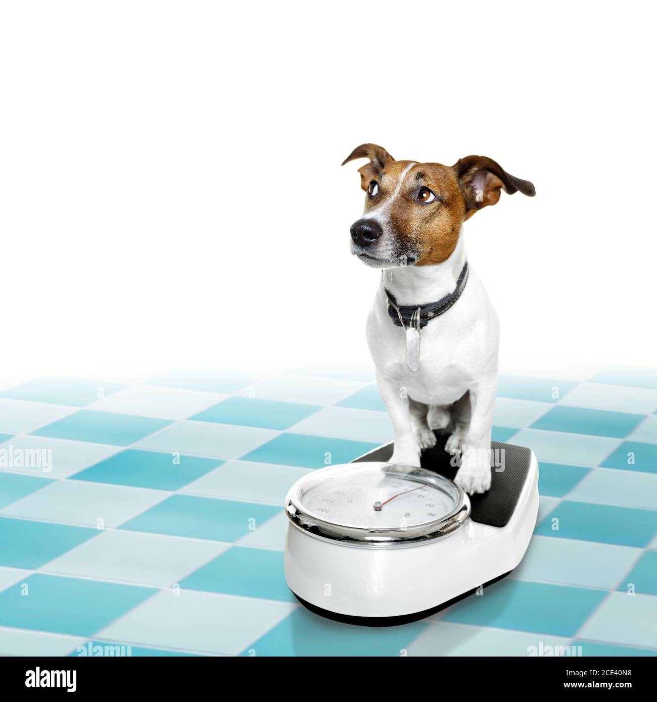 dog on scale , with overweight and guilt Stock Photo - Alamy