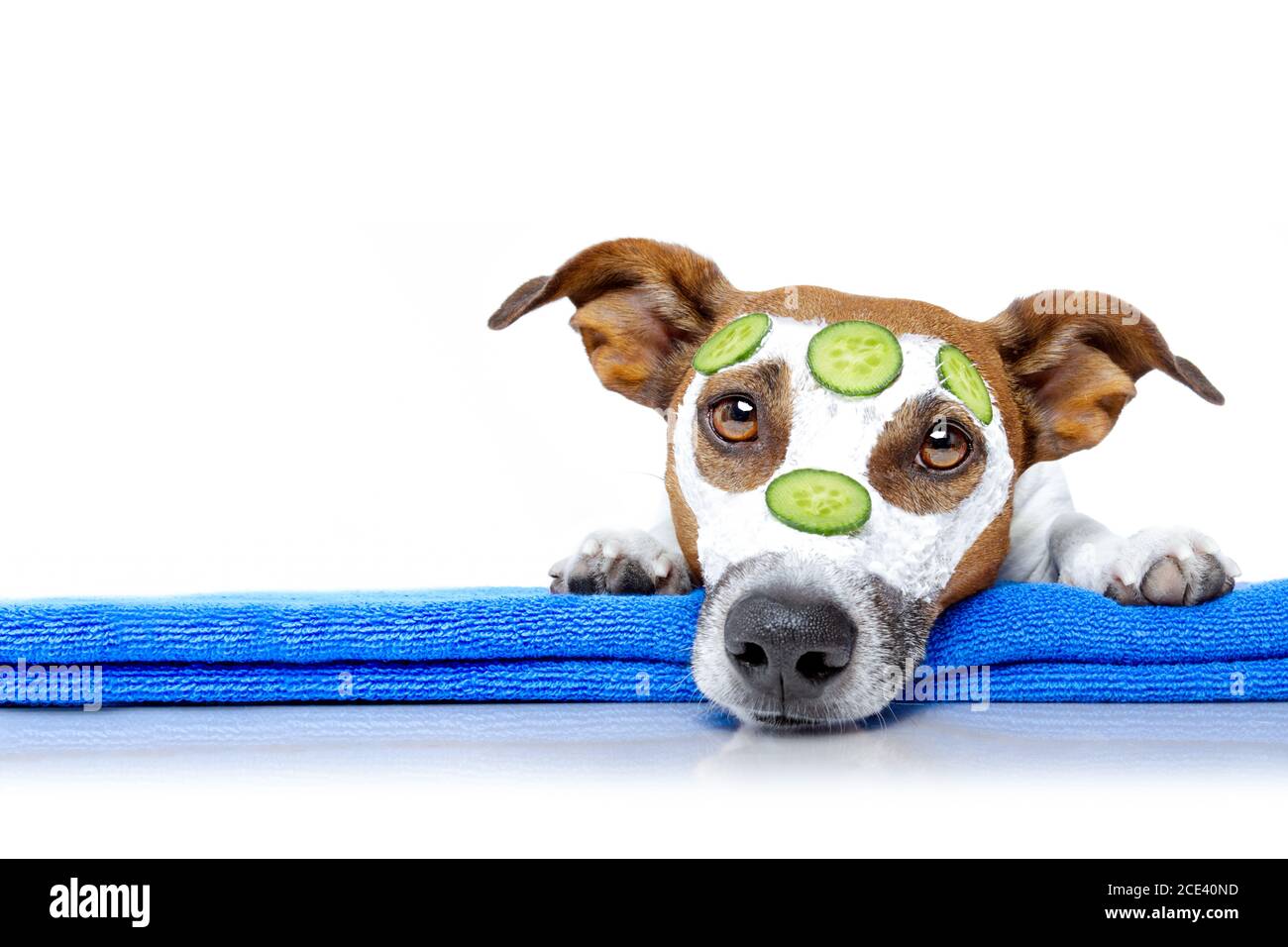 dogs with a beauty mask wellness spa Stock Photo - Alamy