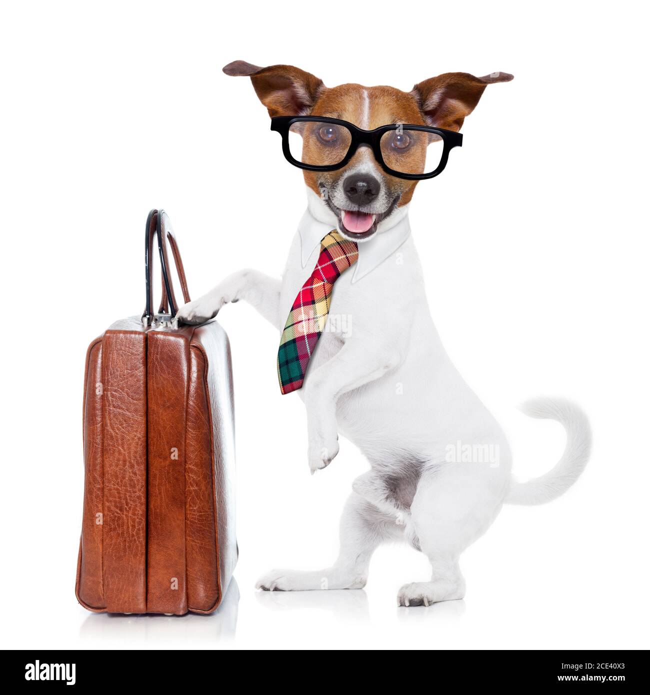 Dog boss hi-res stock photography and images - Alamy