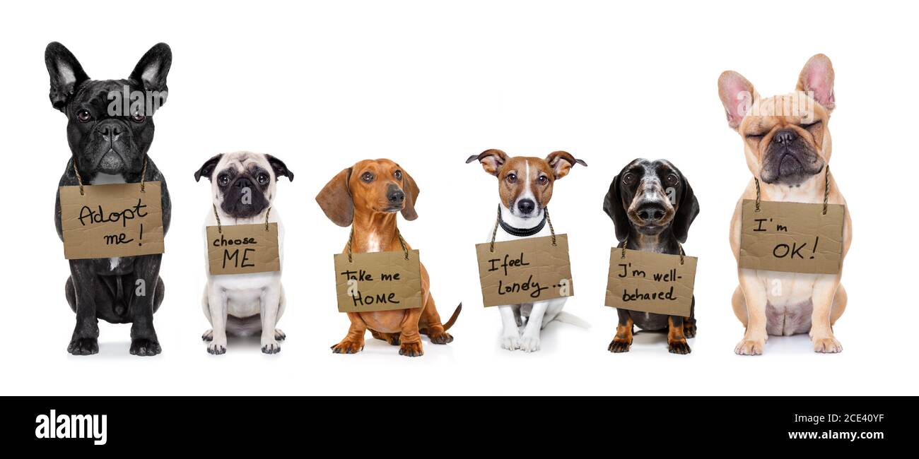 homeless row of dogs to adopt Stock Photo - Alamy