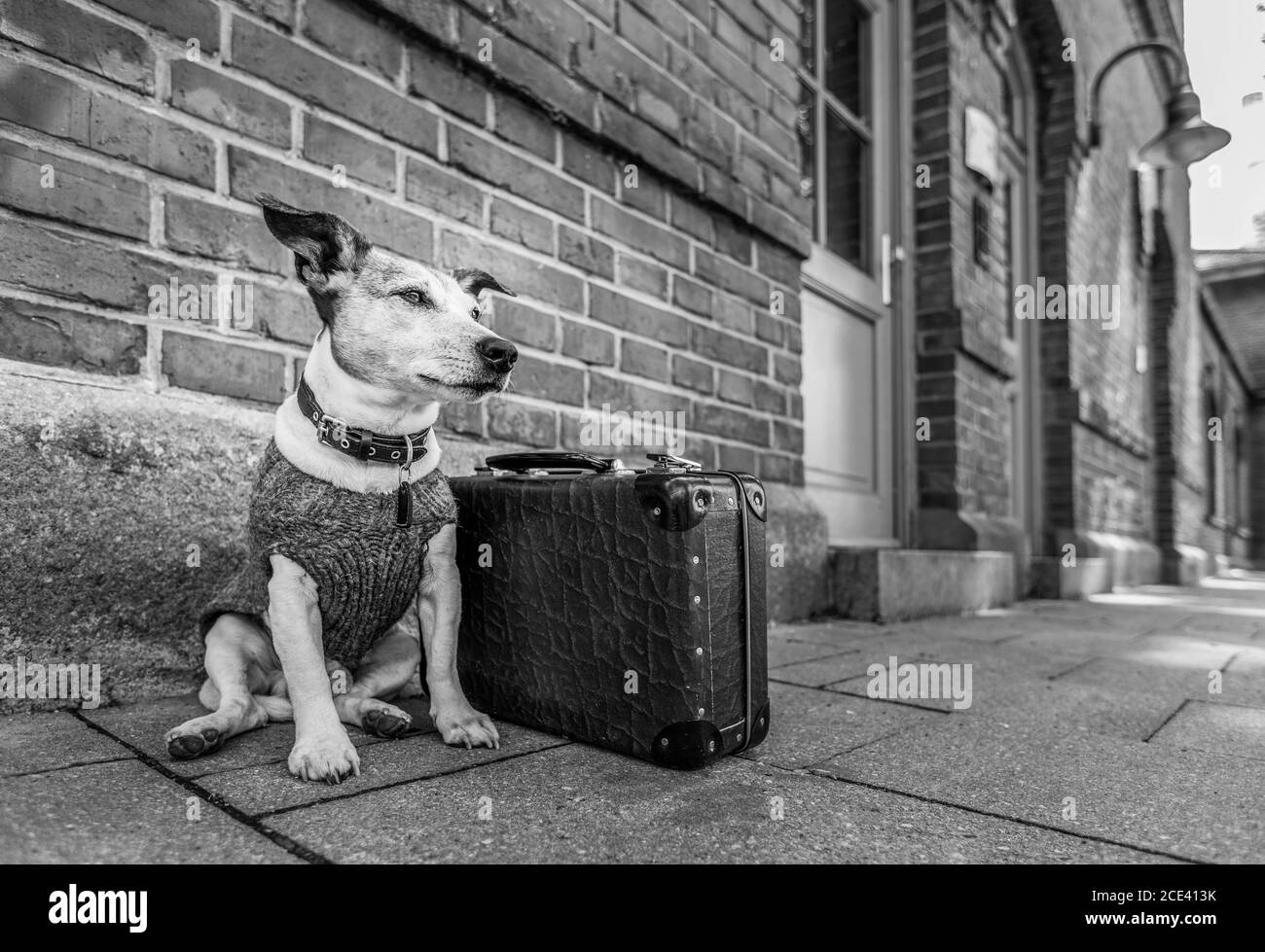 abandoned and lost dog Stock Photo - Alamy