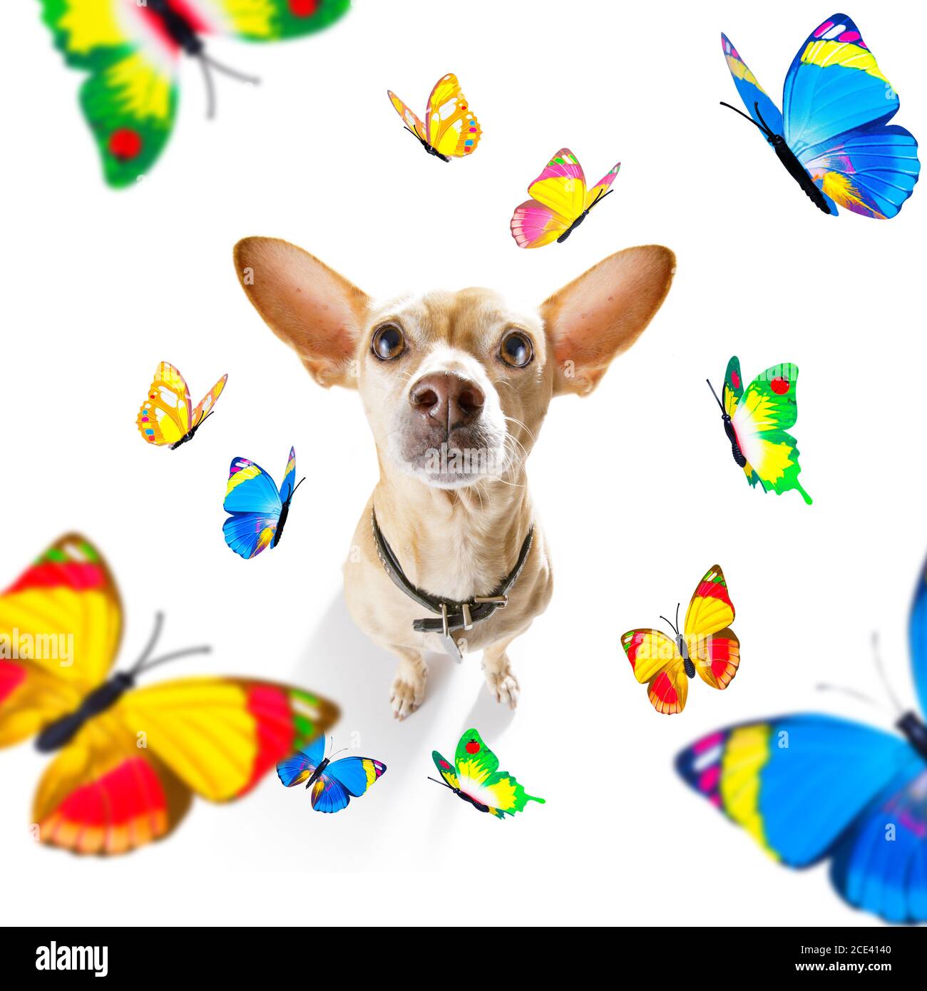 butterflies and a dog in love Stock Photo - Alamy