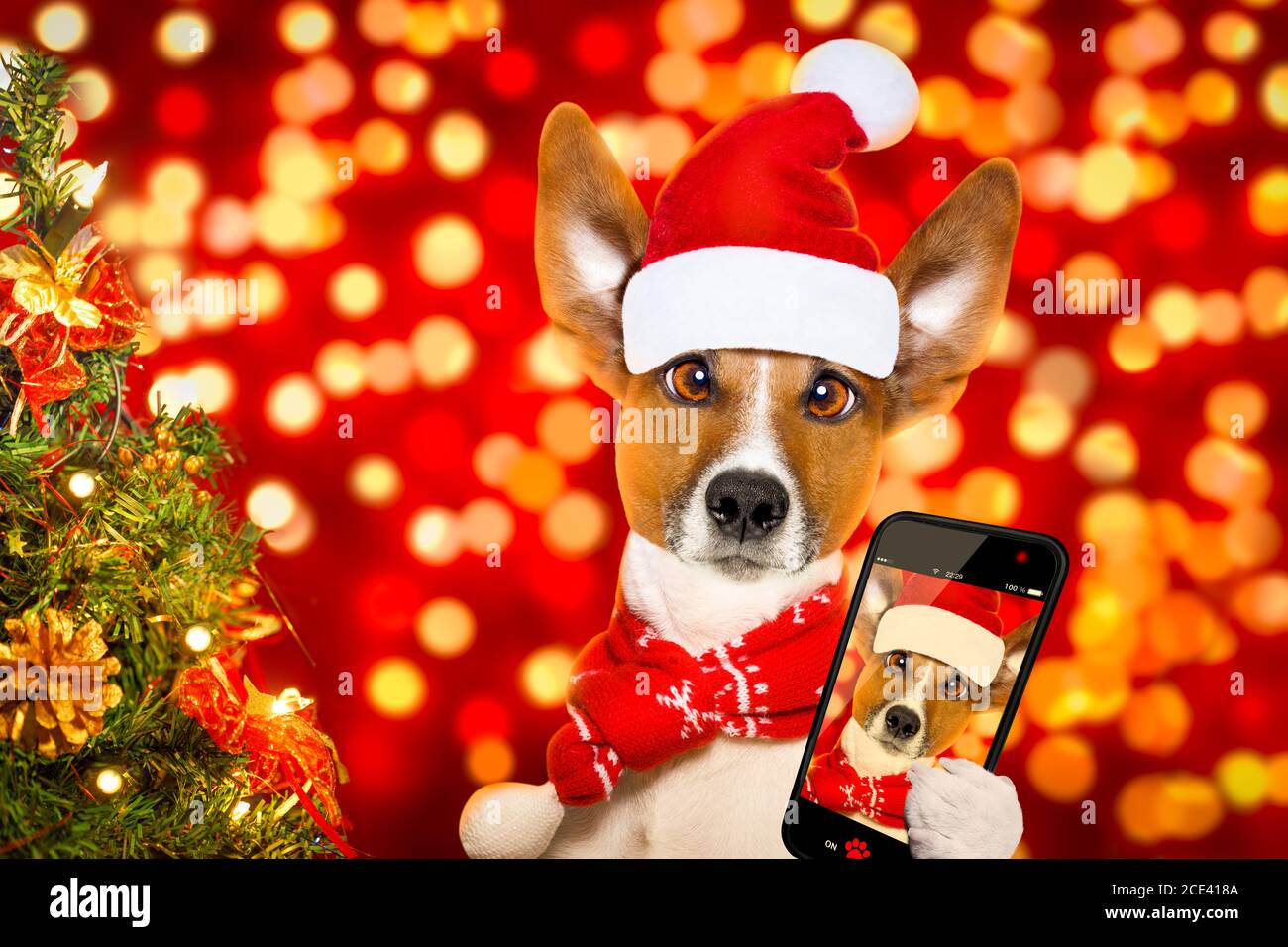 christmas santa claus dog Stock Photo - Alamy