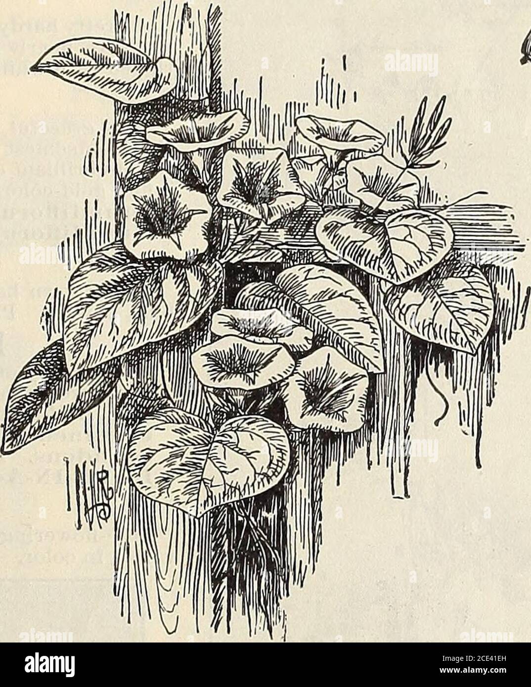 William prima hi-res stock photography and images - Alamy