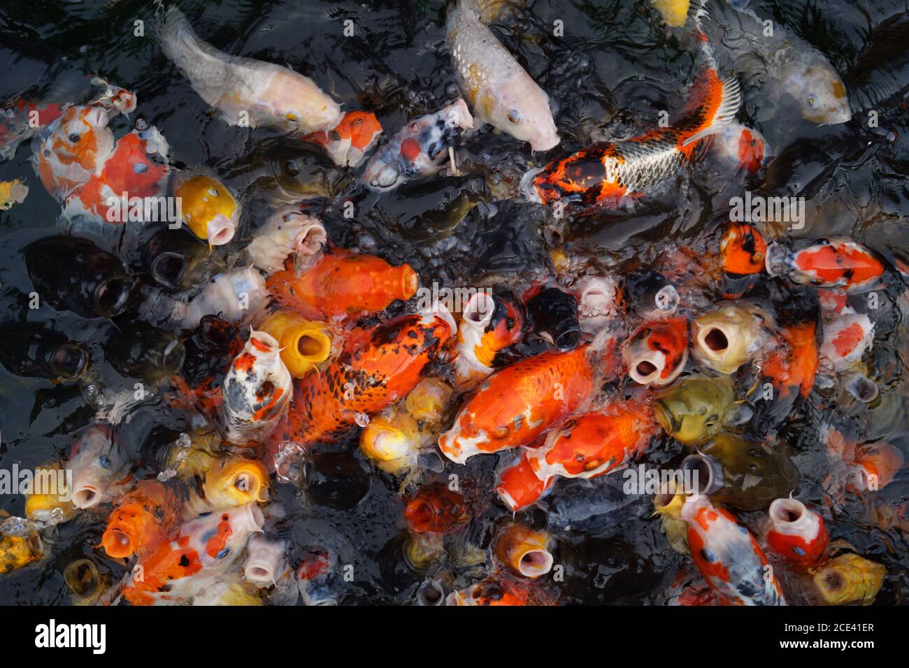 Carp of image Stock Photo - Alamy