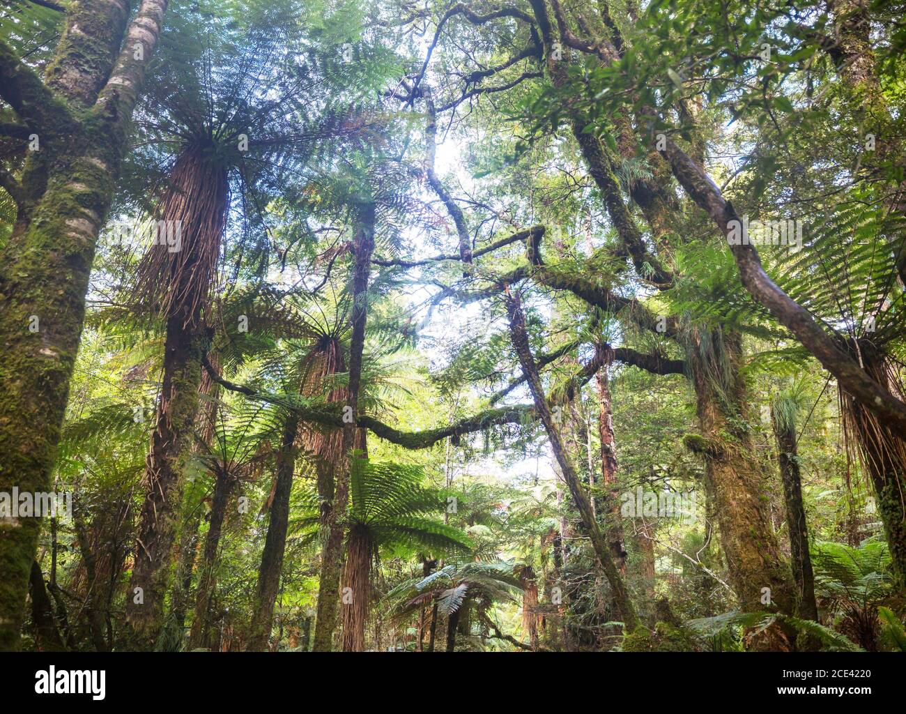 New Zealand forest Stock Photo - Alamy