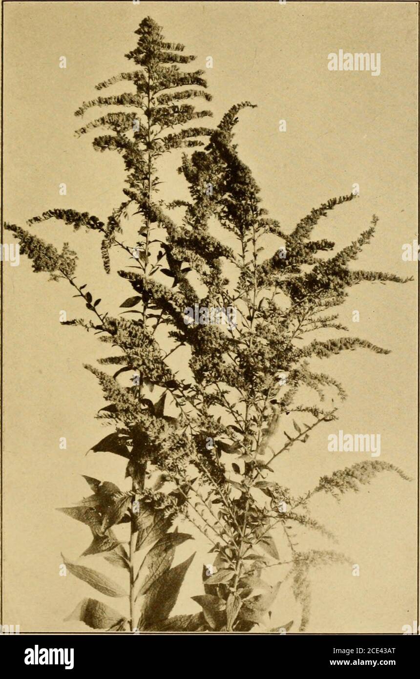 Pyramid shaped flowers hi-res stock photography and images - Alamy