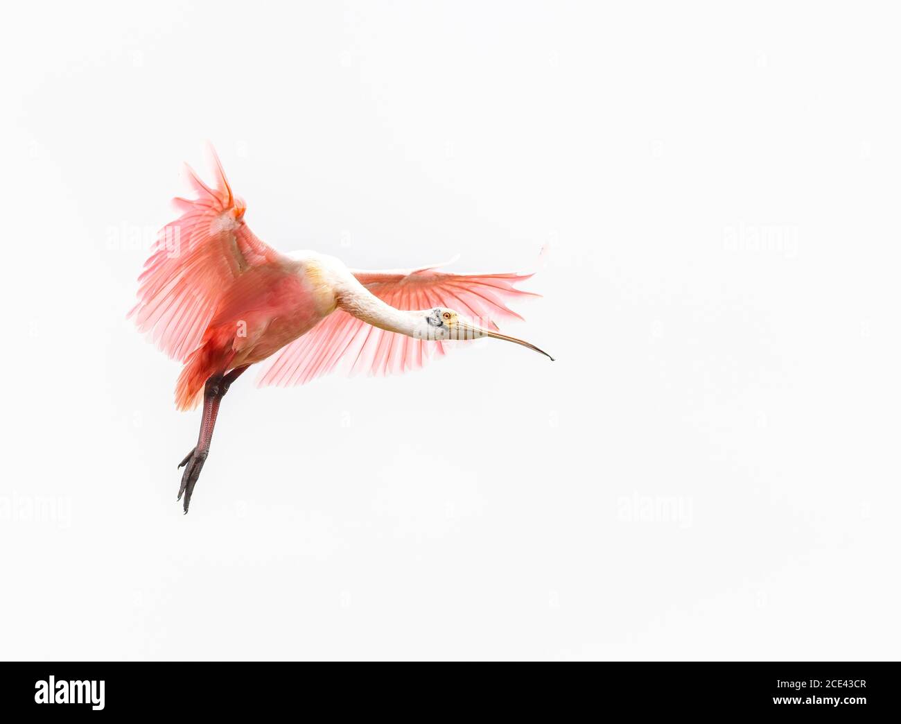 Roseate Spoonbill in flight Stock Photo - Alamy