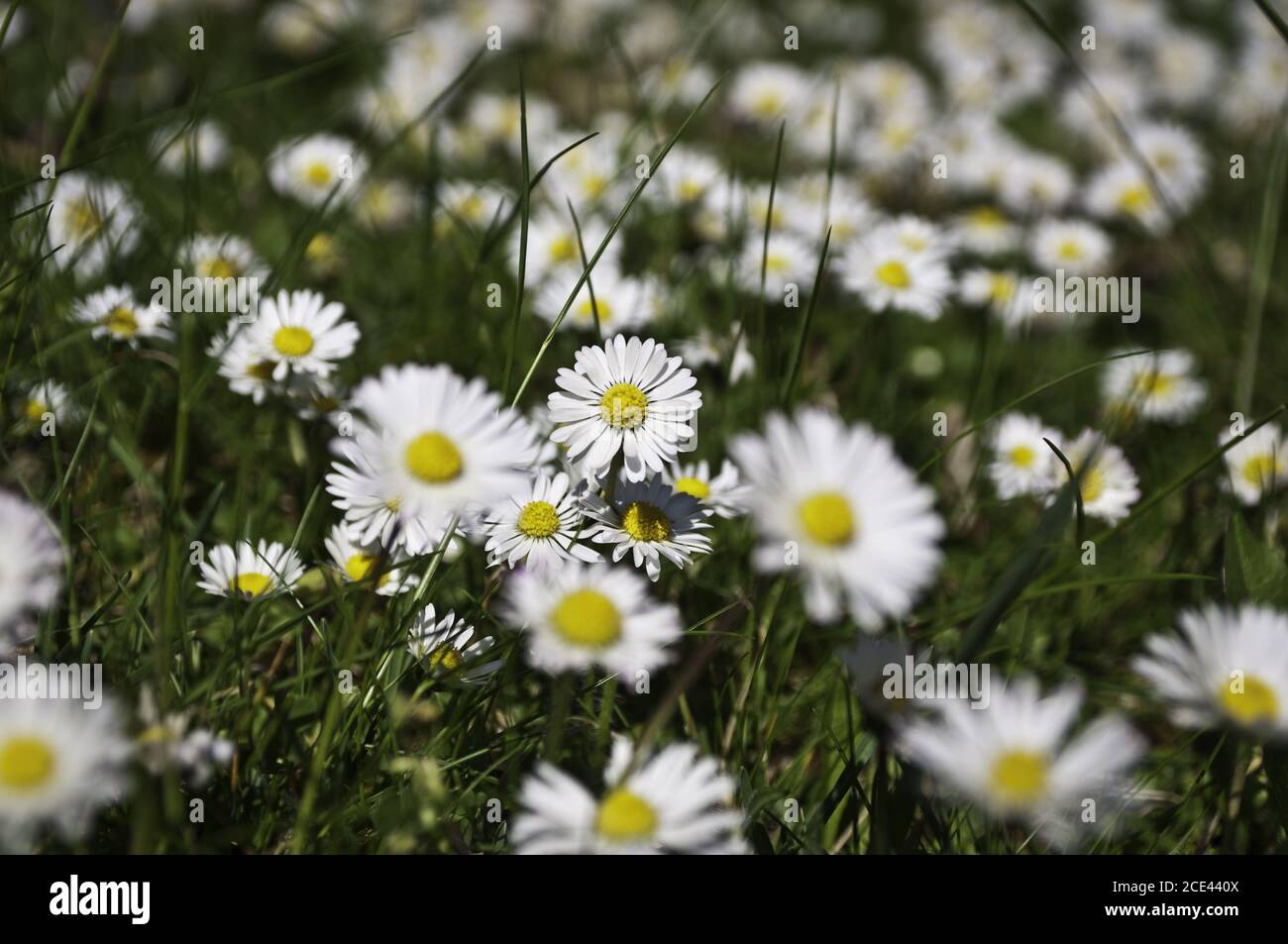 daisy - Spring wild flowers background Stock Photo - Alamy