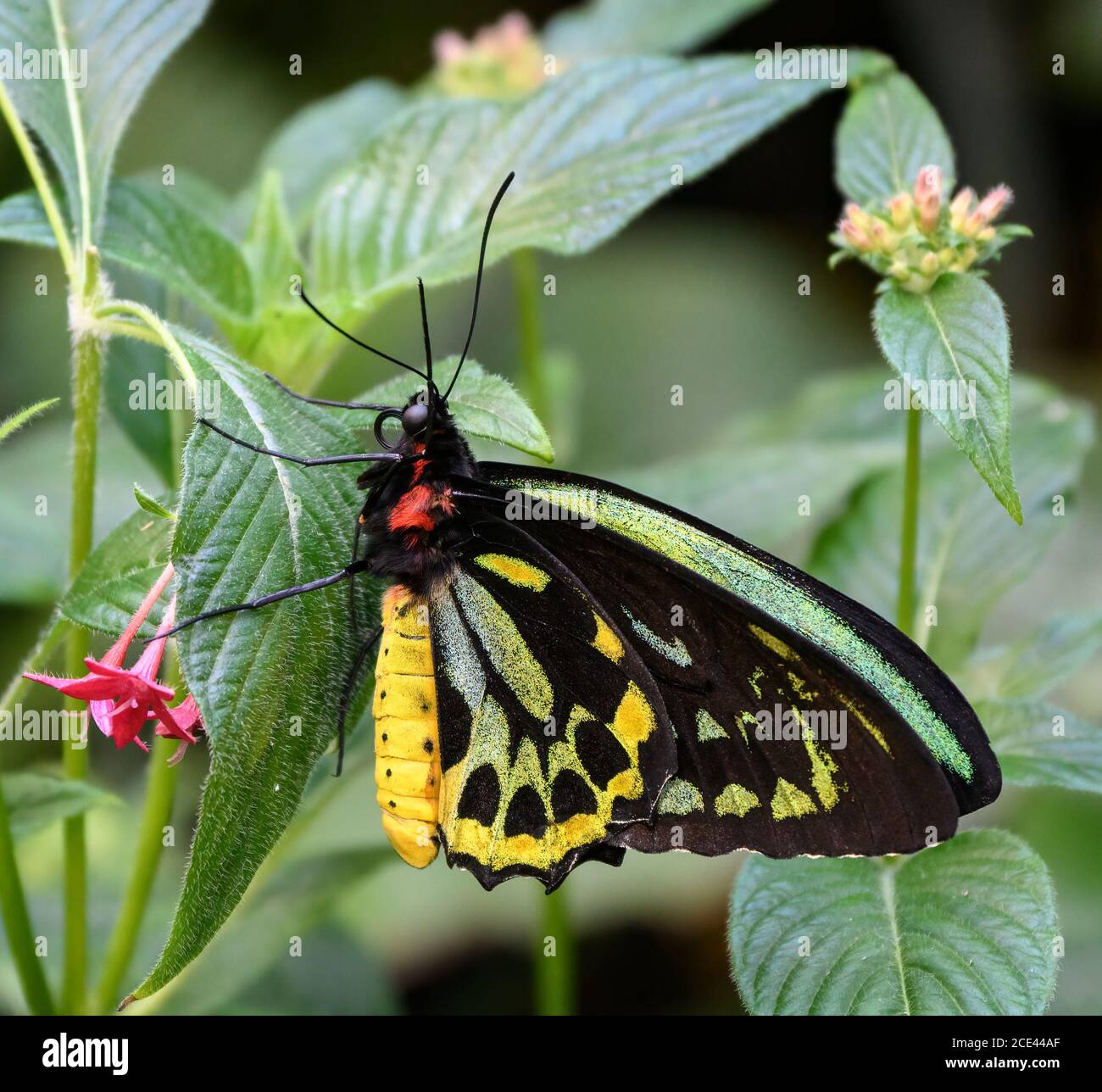 Green Birdwing Butterfly Stock Photo - Alamy