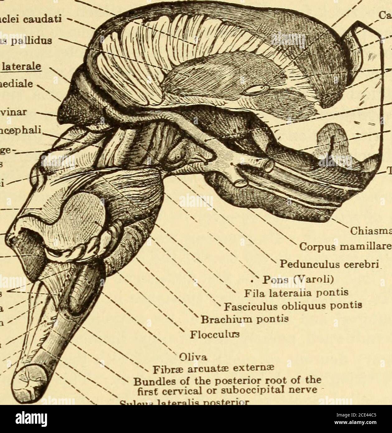 . Diseases of the nervous system . while the central passes toward the ...