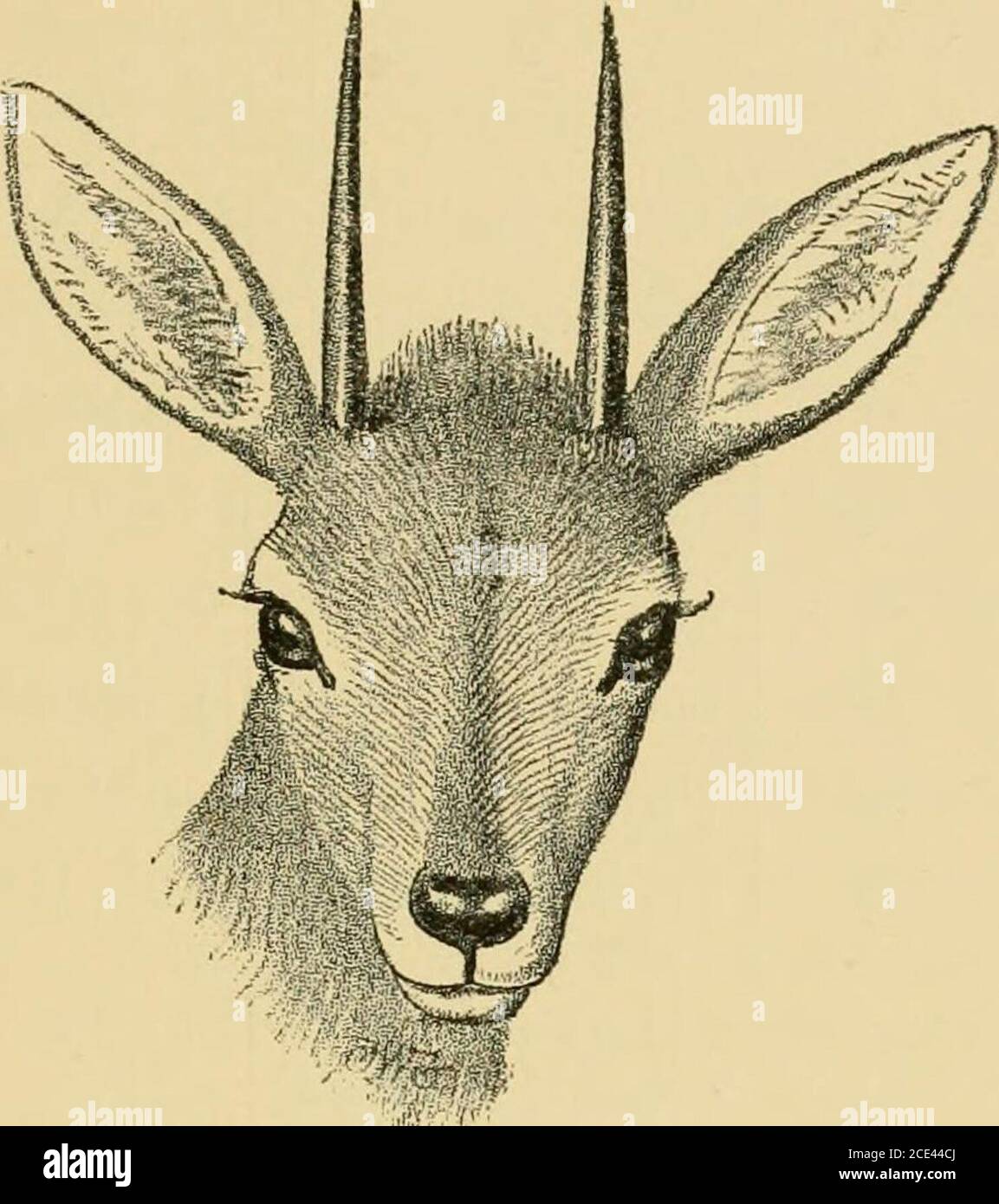 . Horn measurements and weights of the great game of the world: being a ...