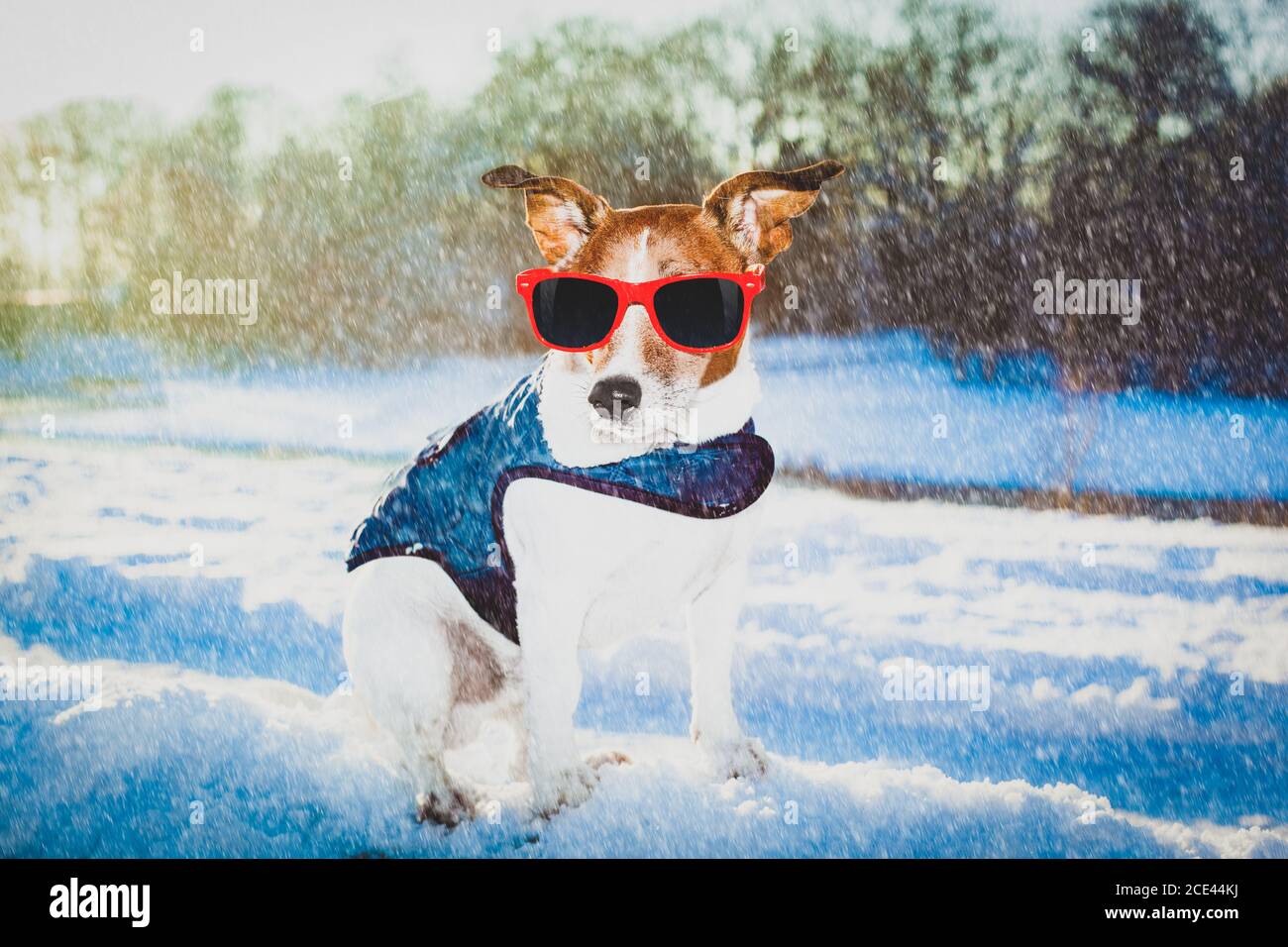 freezing icy dog in snow Stock Photo - Alamy