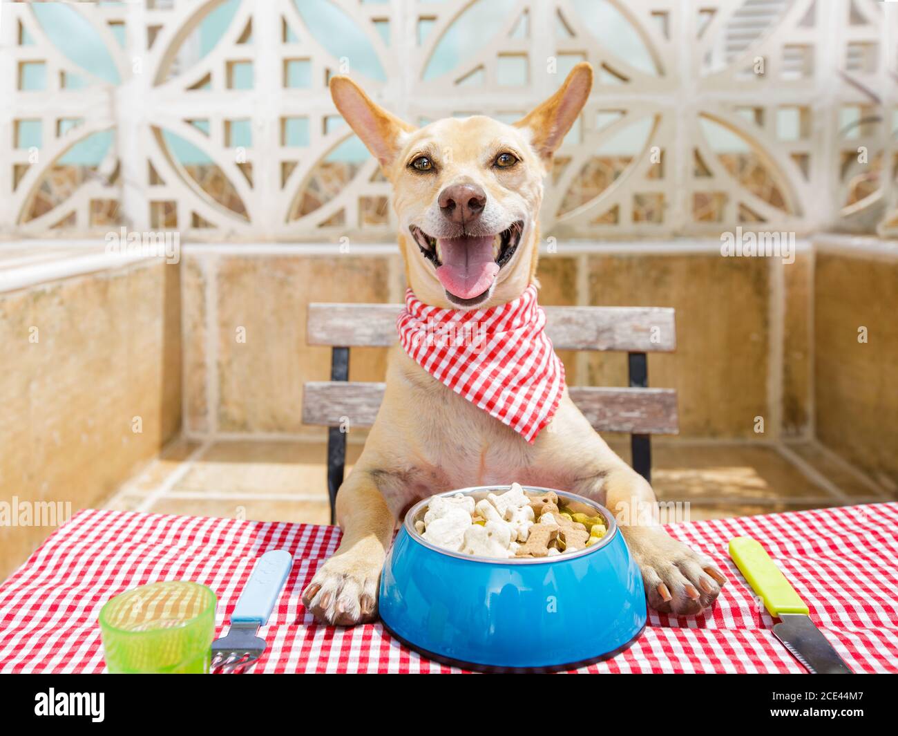 Chihuahua dog table food hi-res stock photography and images - Alamy