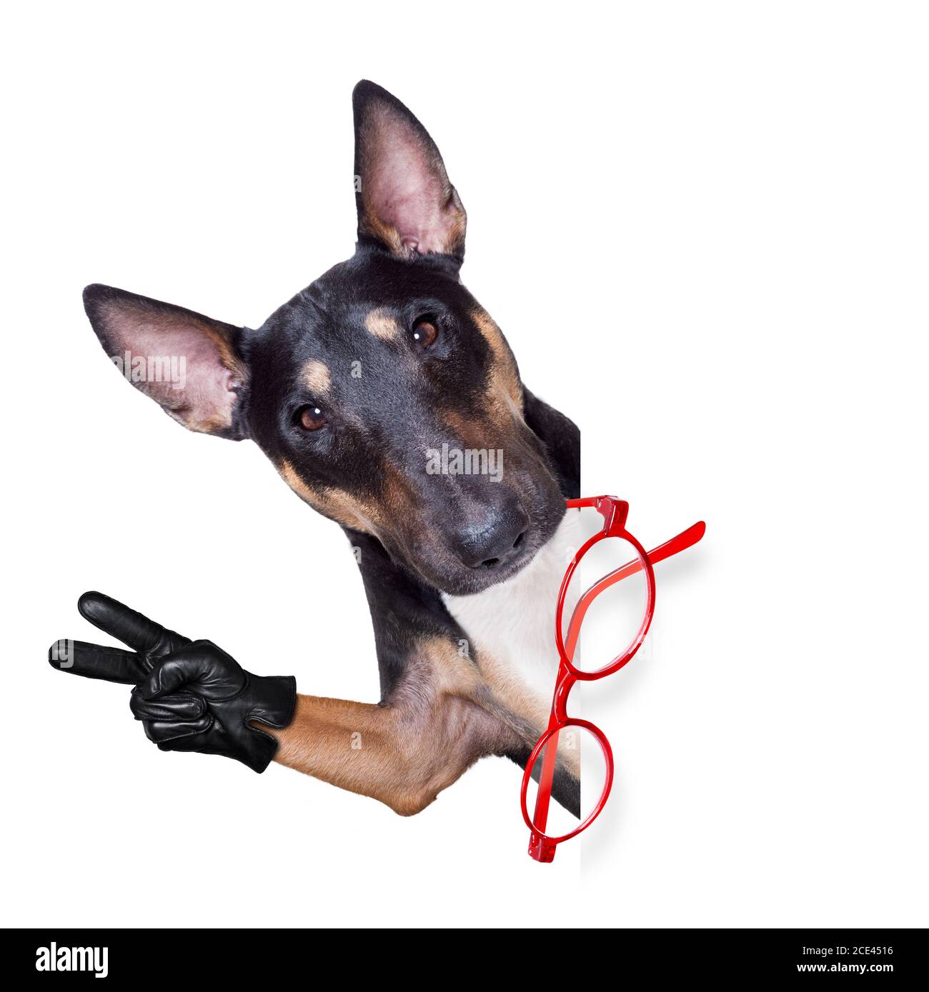 business boss dog Stock Photo - Alamy