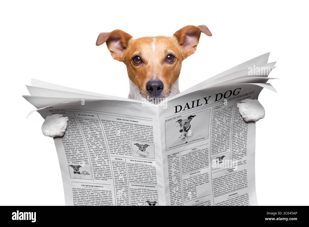 dog reading newspaper Stock Photo - Alamy