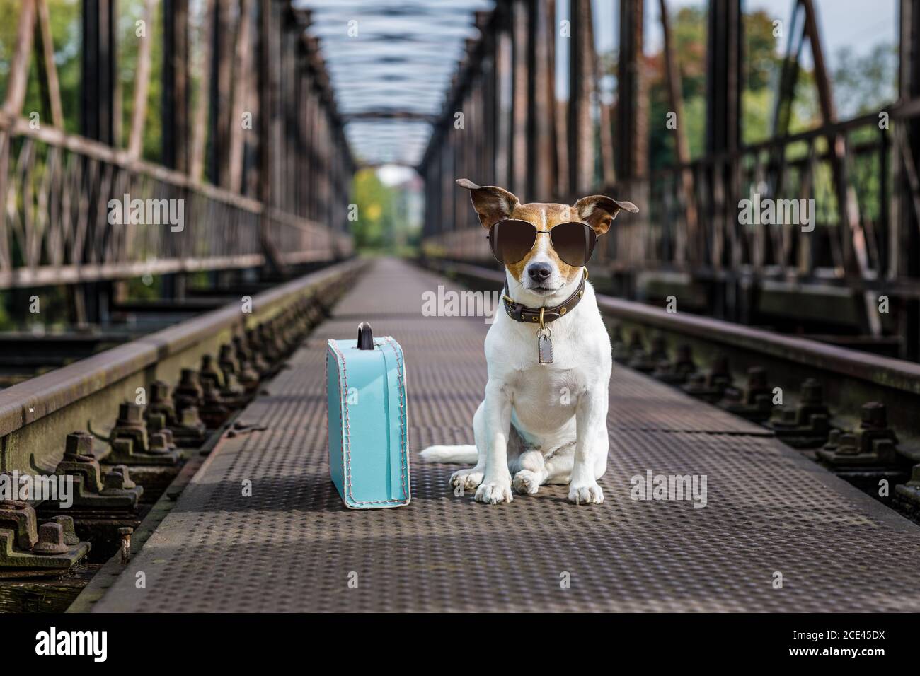 lost and homeless abandoned dog Stock Photo - Alamy