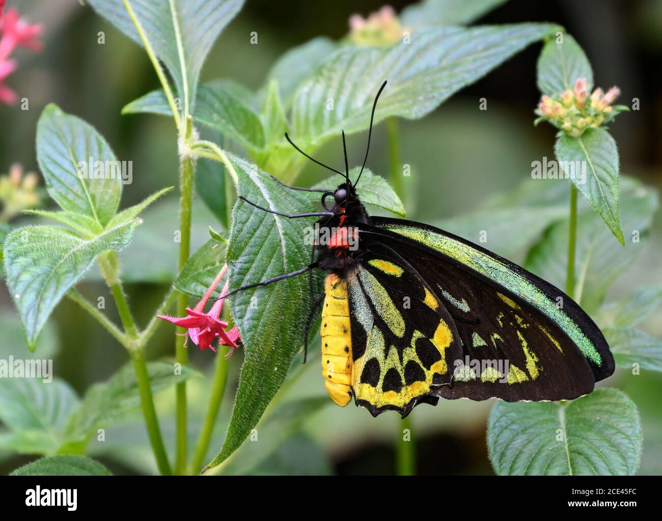 Birdwing butterfly hi-res stock photography and images - Alamy