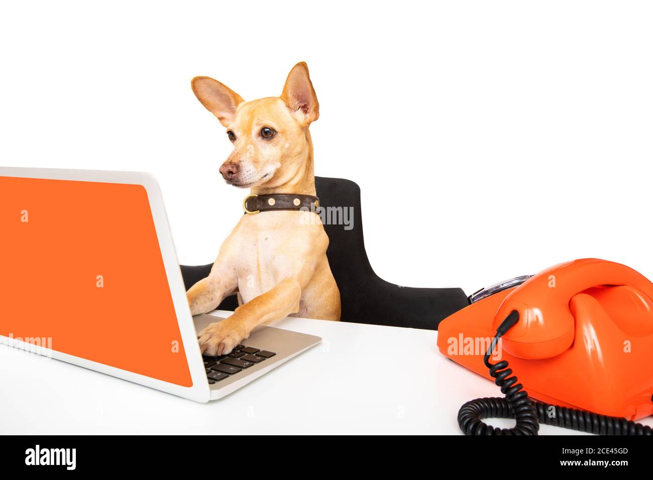 boss management dogs in office Stock Photo - Alamy