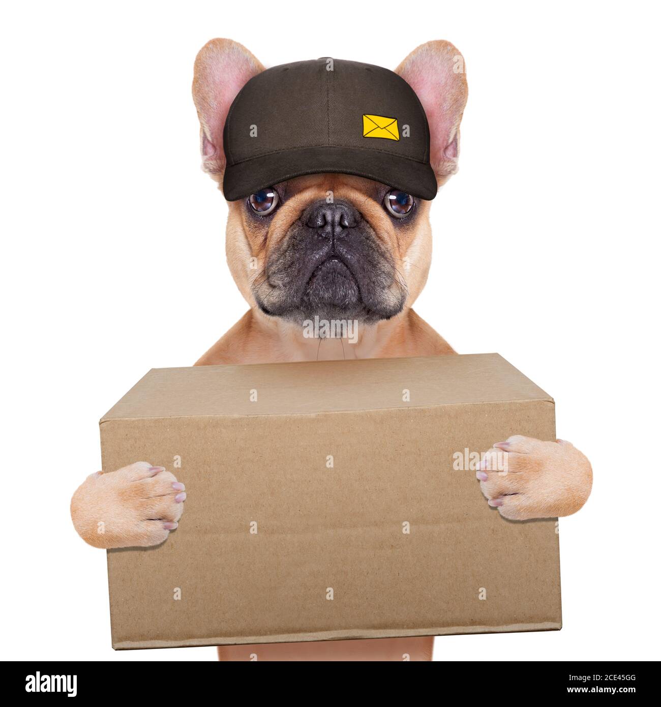 Fragile dog hi-res stock photography and images - Alamy