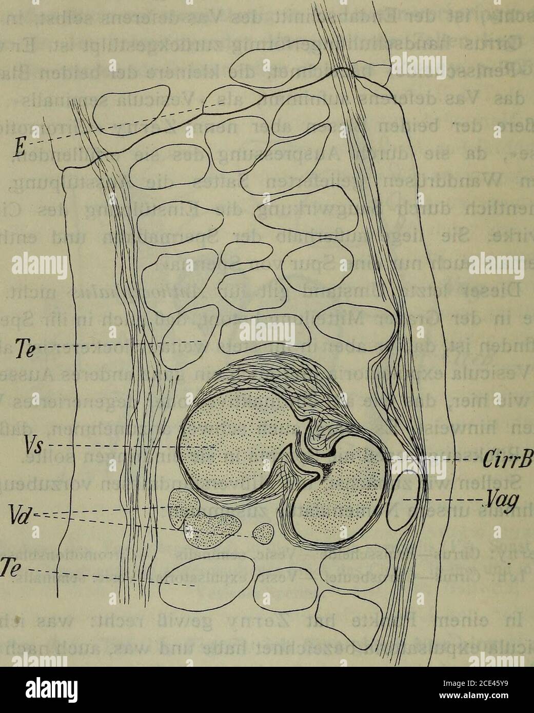 Vesicula seminalis hi-res stock photography and images - Alamy