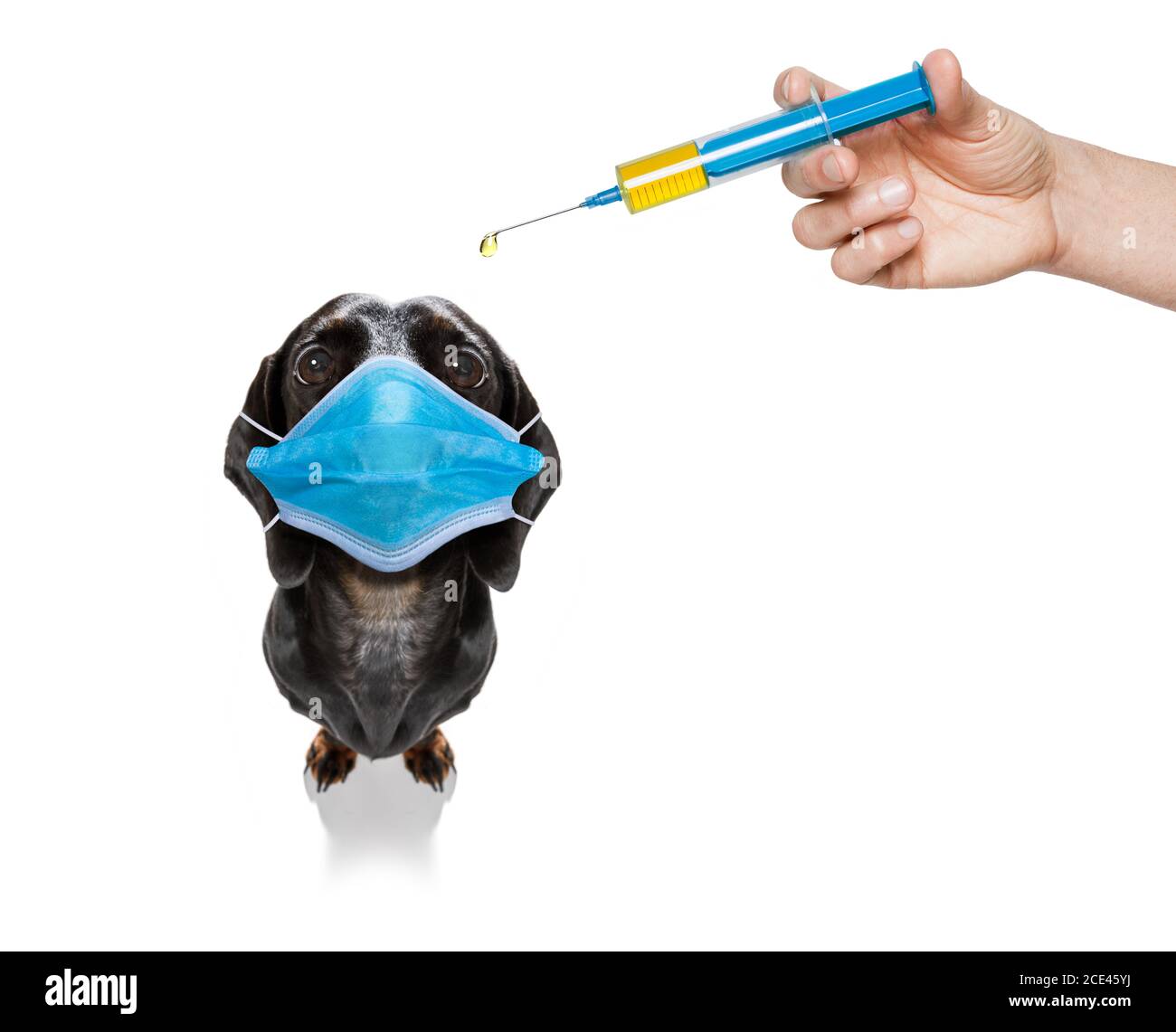 Dog toilet paper hi-res stock photography and images - Alamy