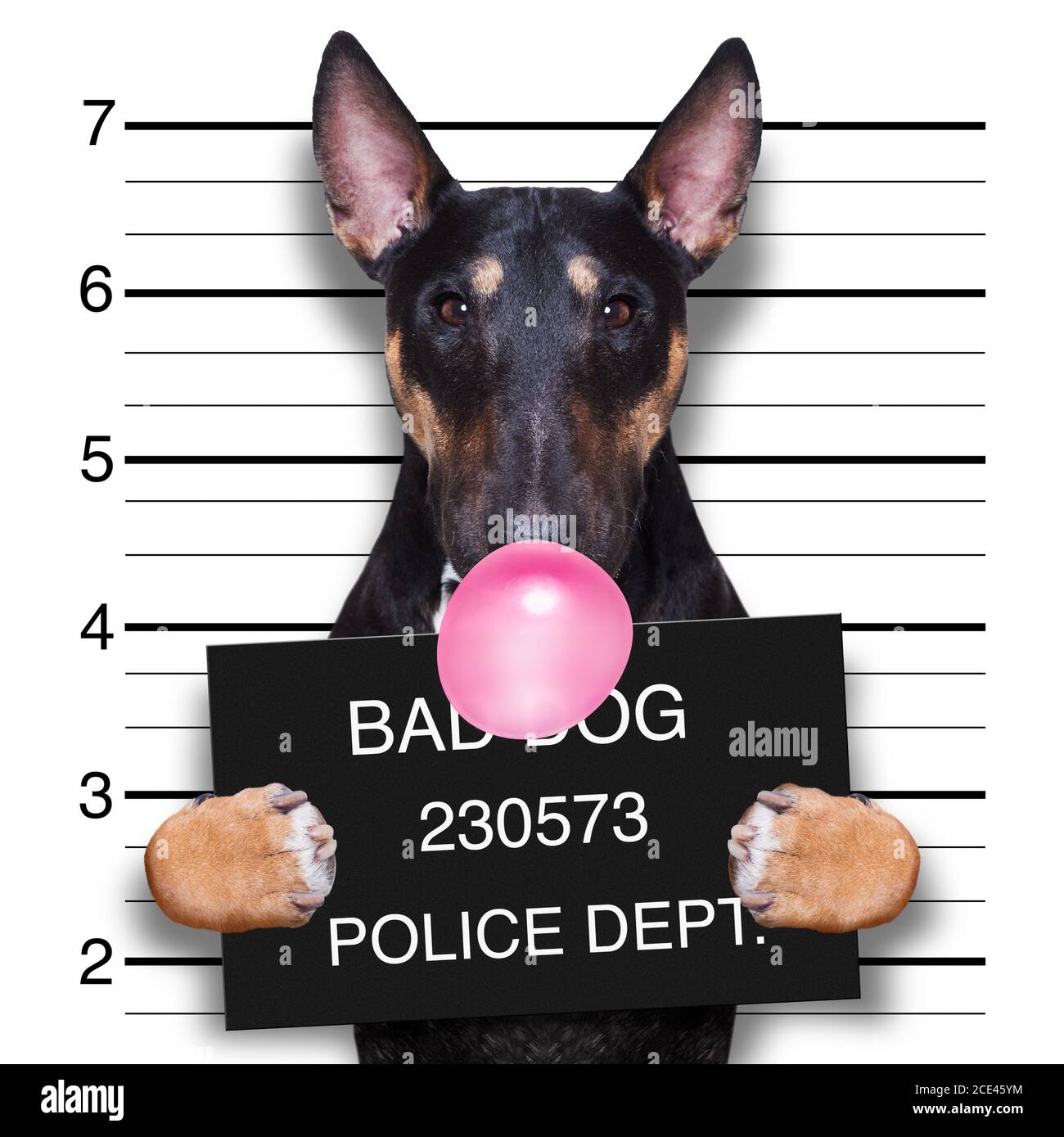 mugshot dog at police station Stock Photo - Alamy