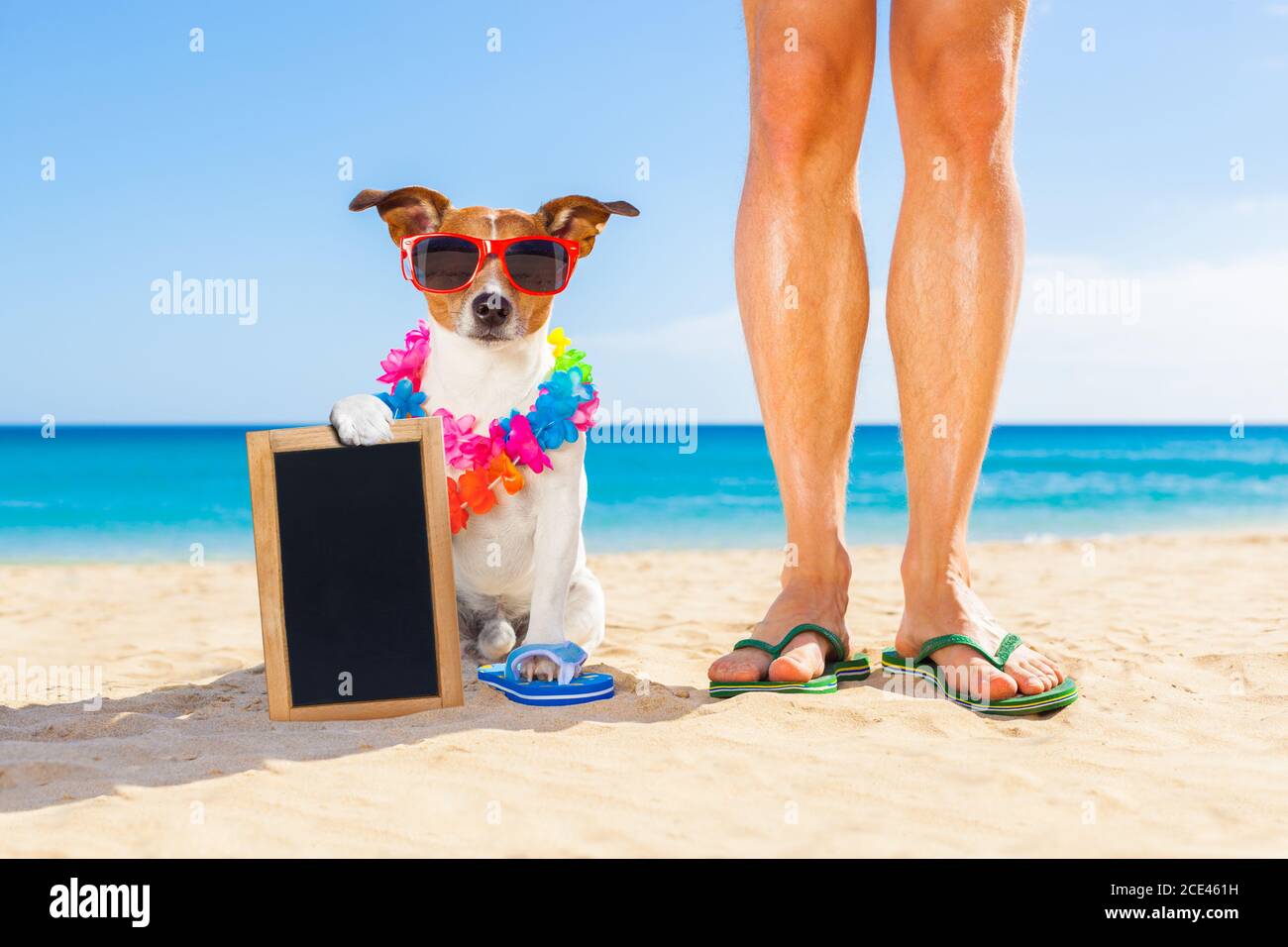 dog and owner summer holidays Stock Photo - Alamy