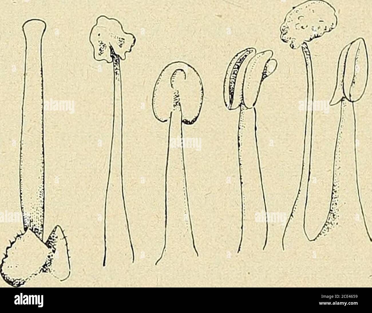 Janusia hi-res stock photography and images - Alamy