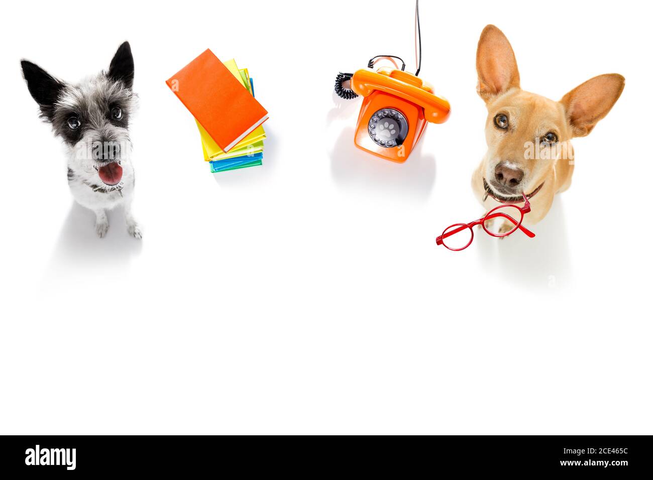 office worker businessman couple of team dogs Stock Photo - Alamy