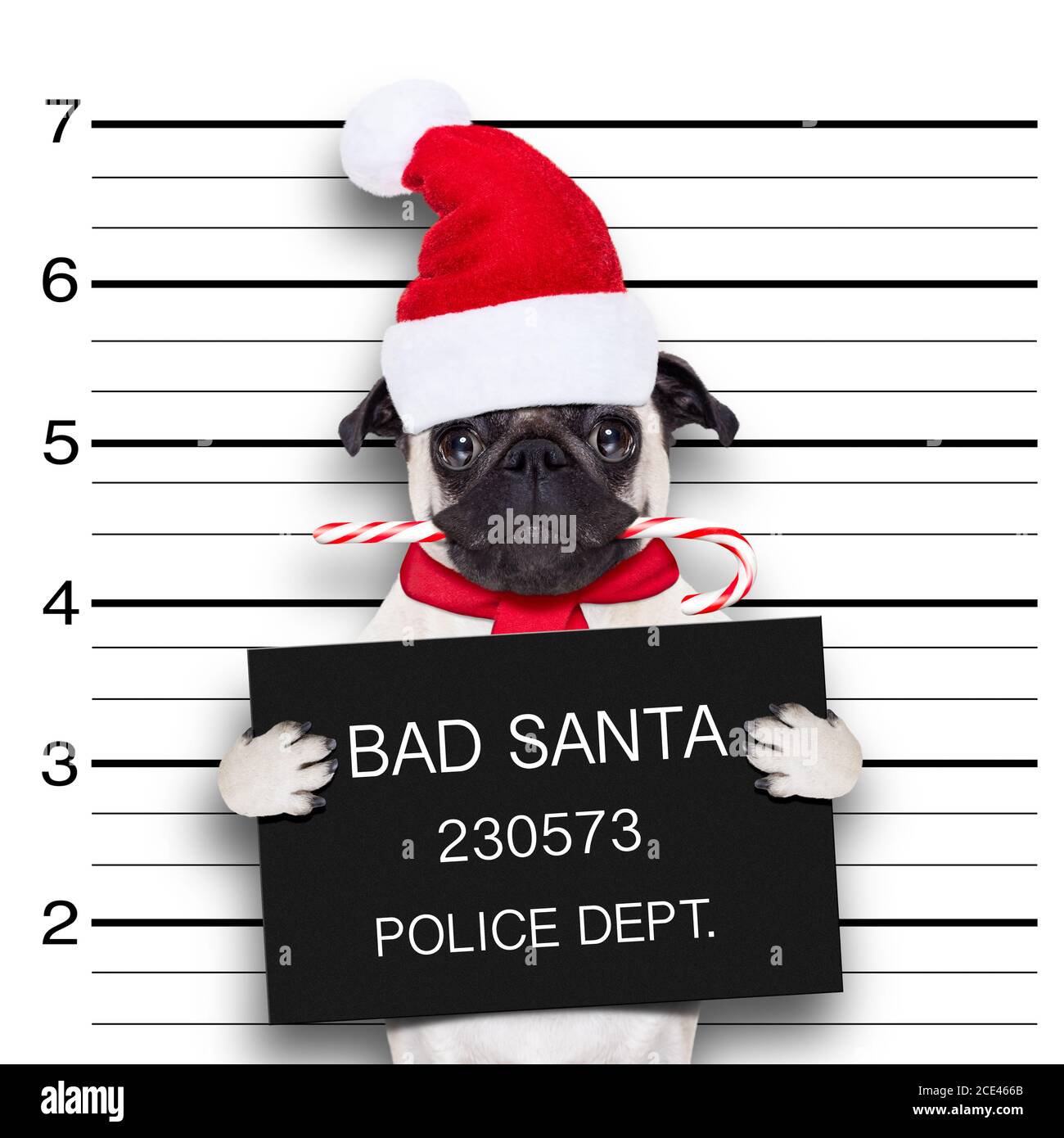 mugshot santa dog Stock Photo - Alamy