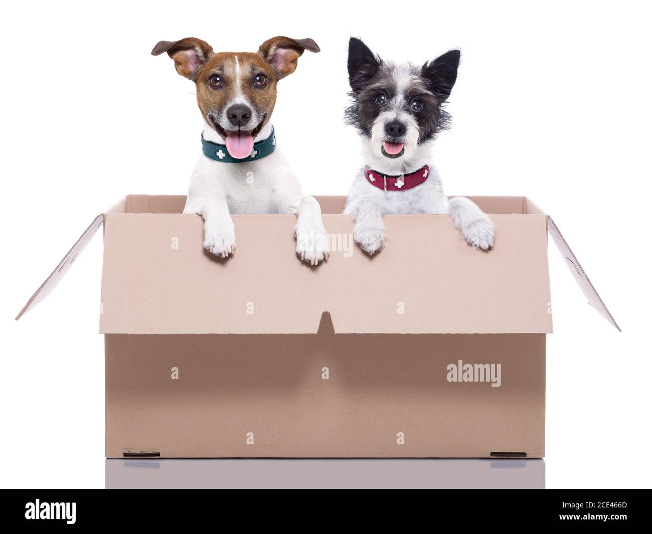 two mail dogs Stock Photo - Alamy