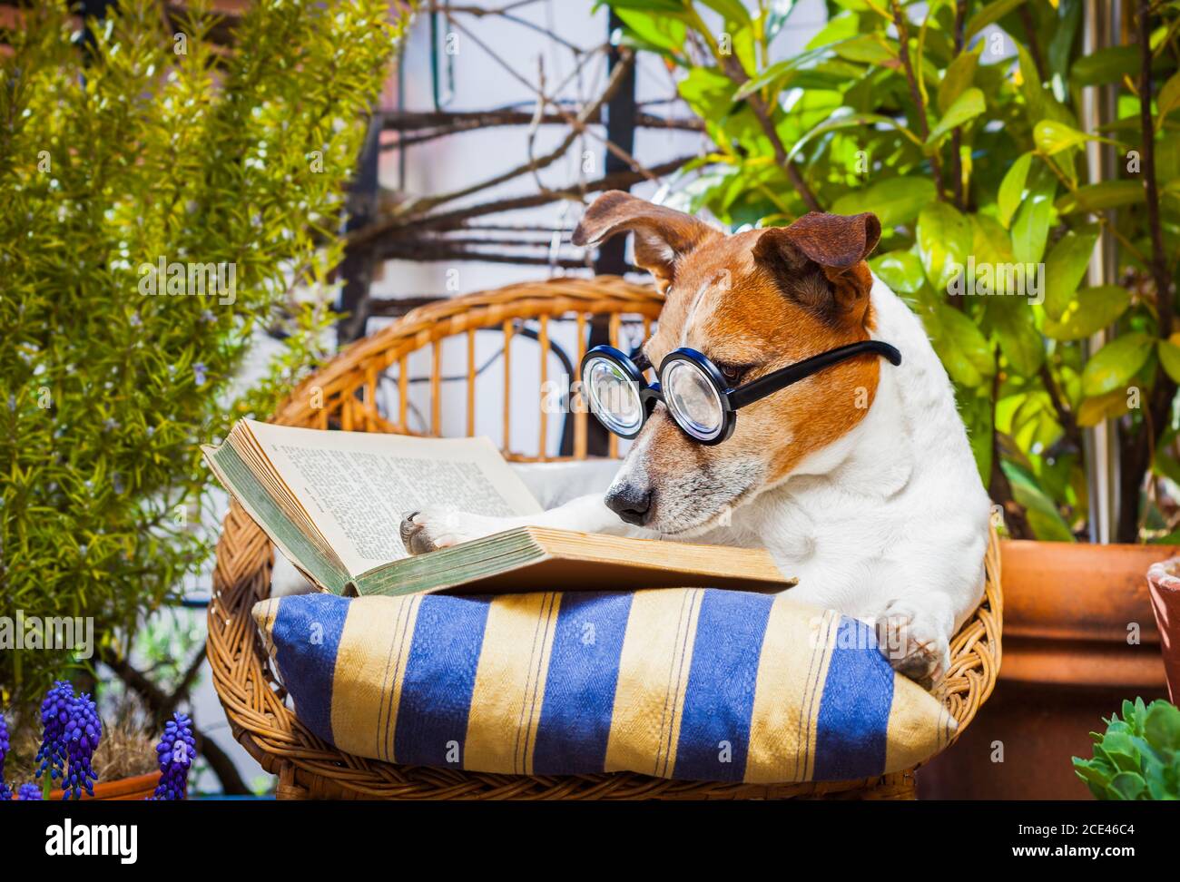 dog reading a book Stock Photo - Alamy