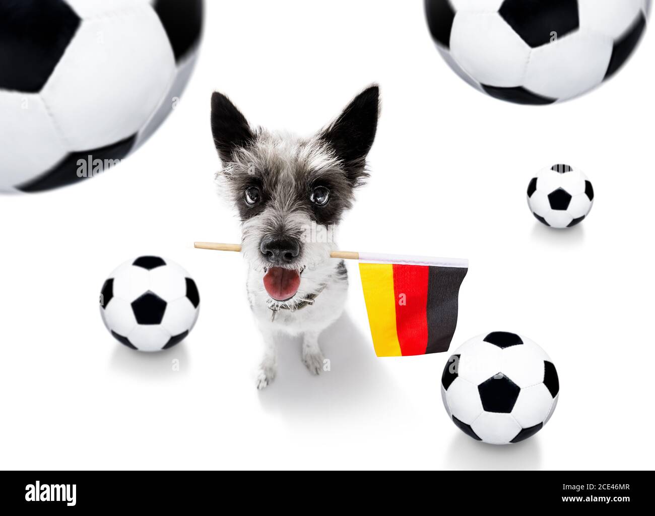 soccer football dog Stock Photo - Alamy