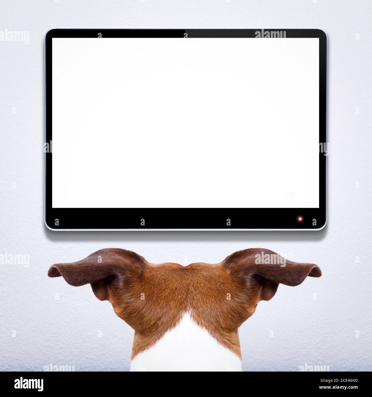 dog watching tv Stock Photo - Alamy