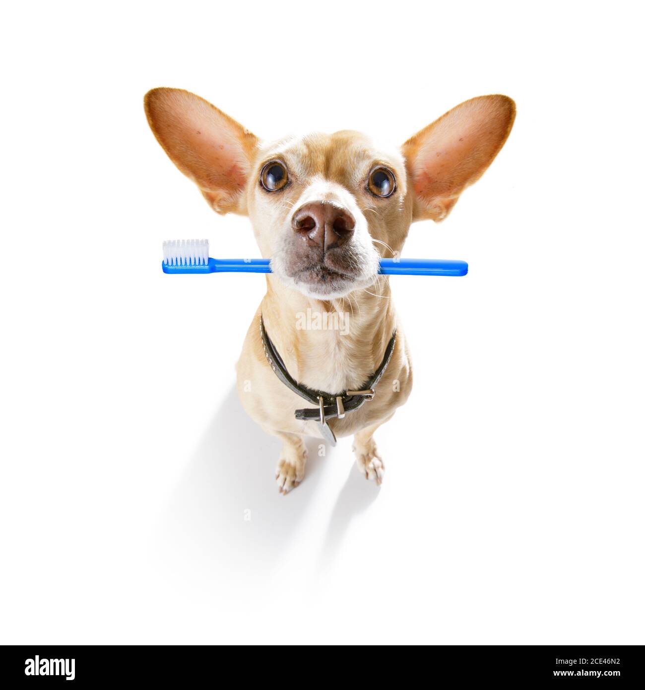 Dental c Cut Out Stock Images & Pictures - Alamy