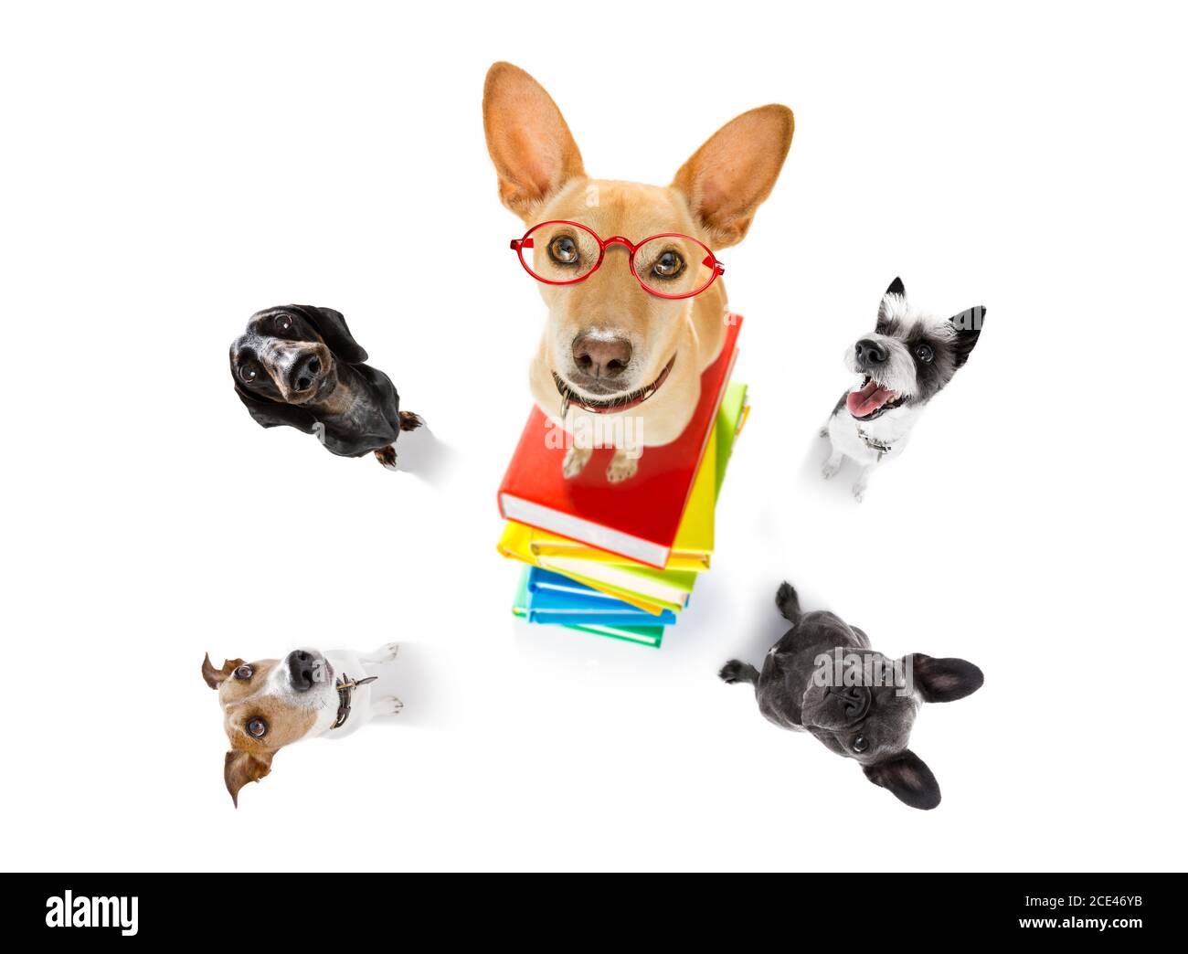 smart dog and books Stock Photo - Alamy