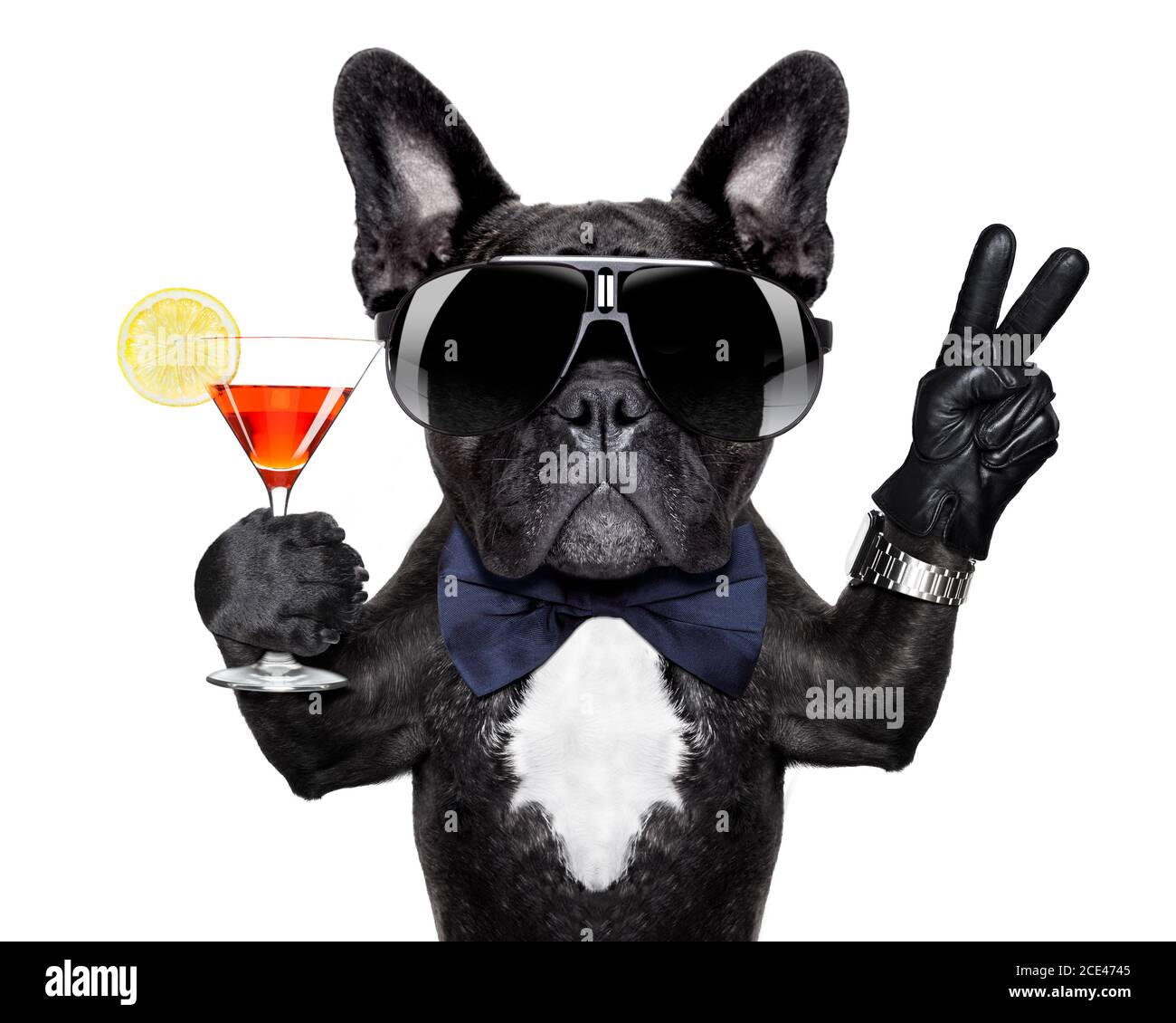 peace cocktail dog Stock Photo - Alamy