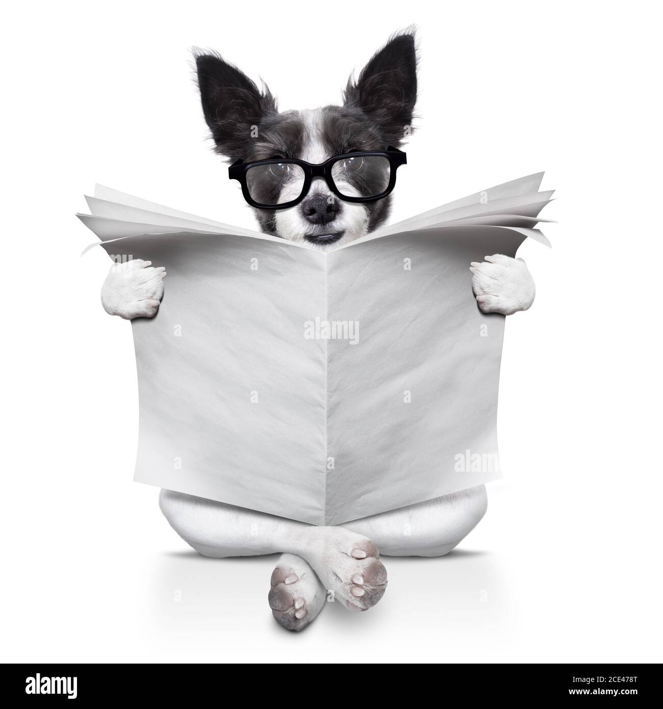 dog reading newspaper Stock Photo - Alamy