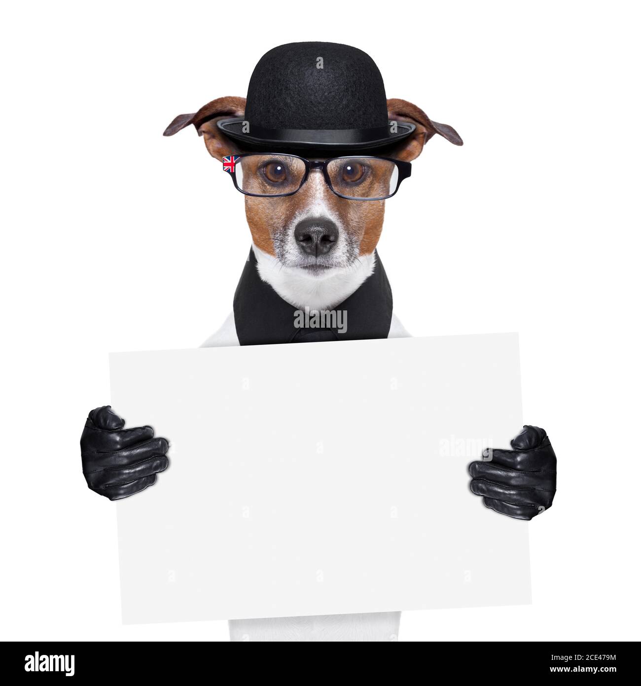 british dog banner Stock Photo - Alamy