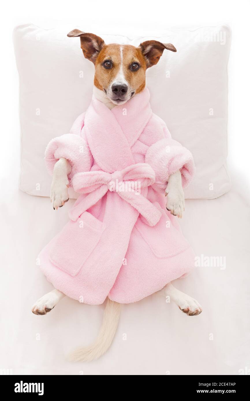 dog spa wellness Stock Photo - Alamy