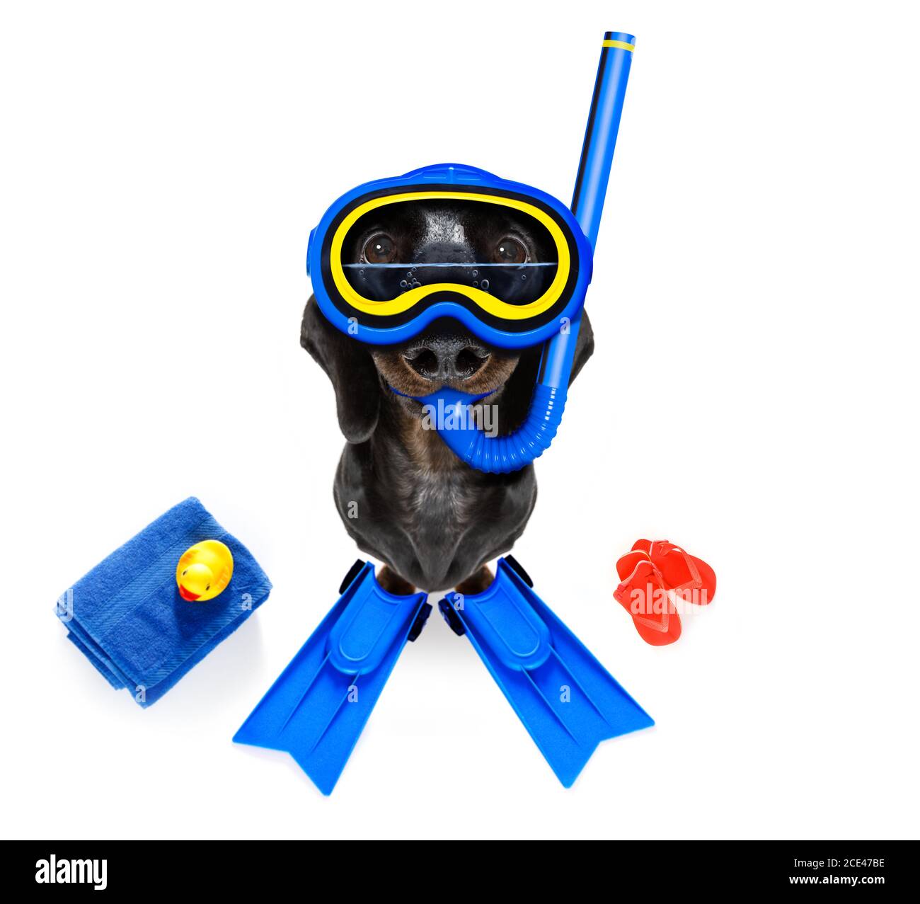 scuba diving dog Stock Photo - Alamy