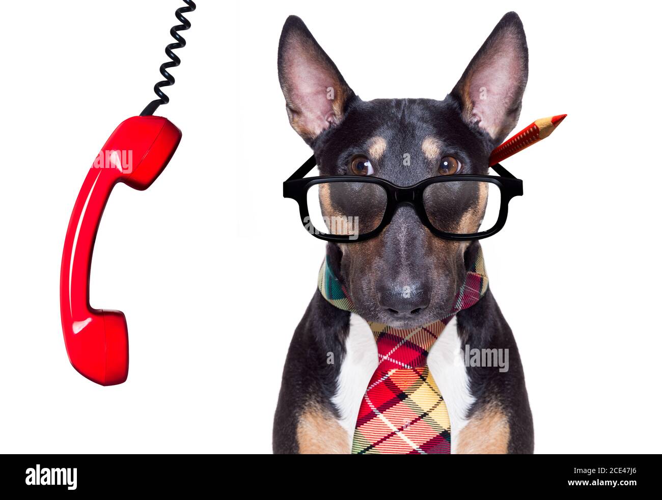 business boss dog Stock Photo - Alamy