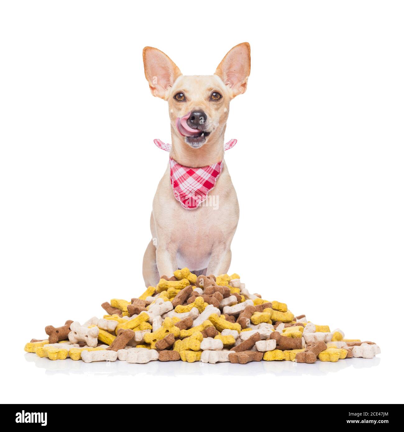 Large dog nutrition hi-res stock photography and images - Alamy