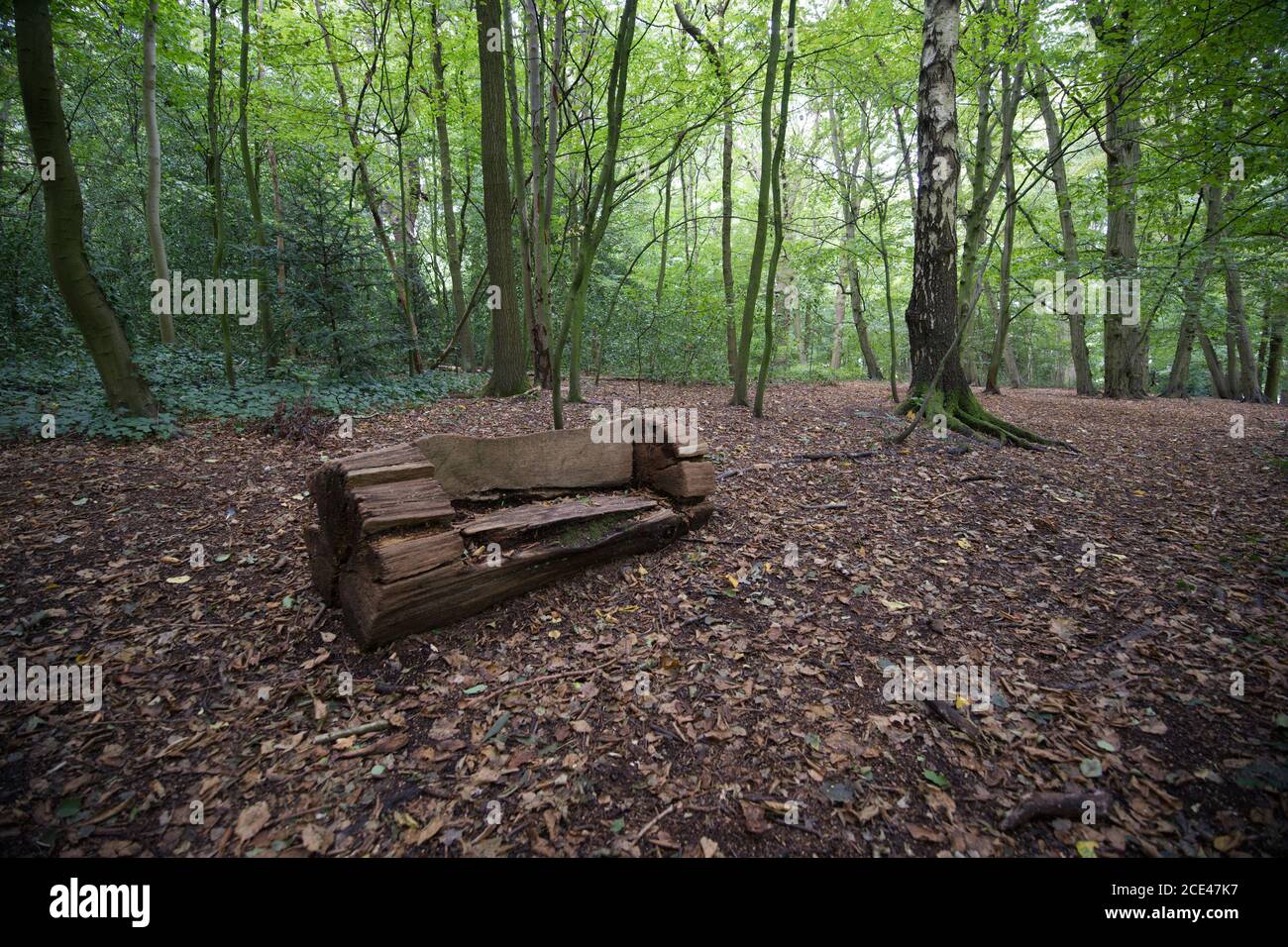 Highgate wood london summer hi-res stock photography and images - Alamy
