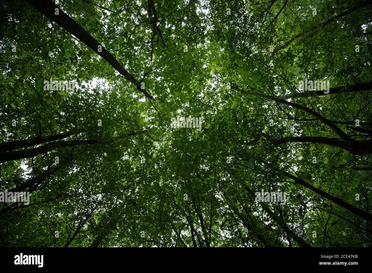 Highgate wood london summer hi-res stock photography and images - Alamy