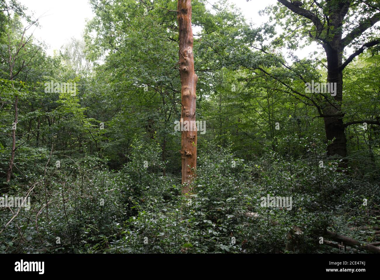 Highgate wood london summer hi-res stock photography and images - Alamy