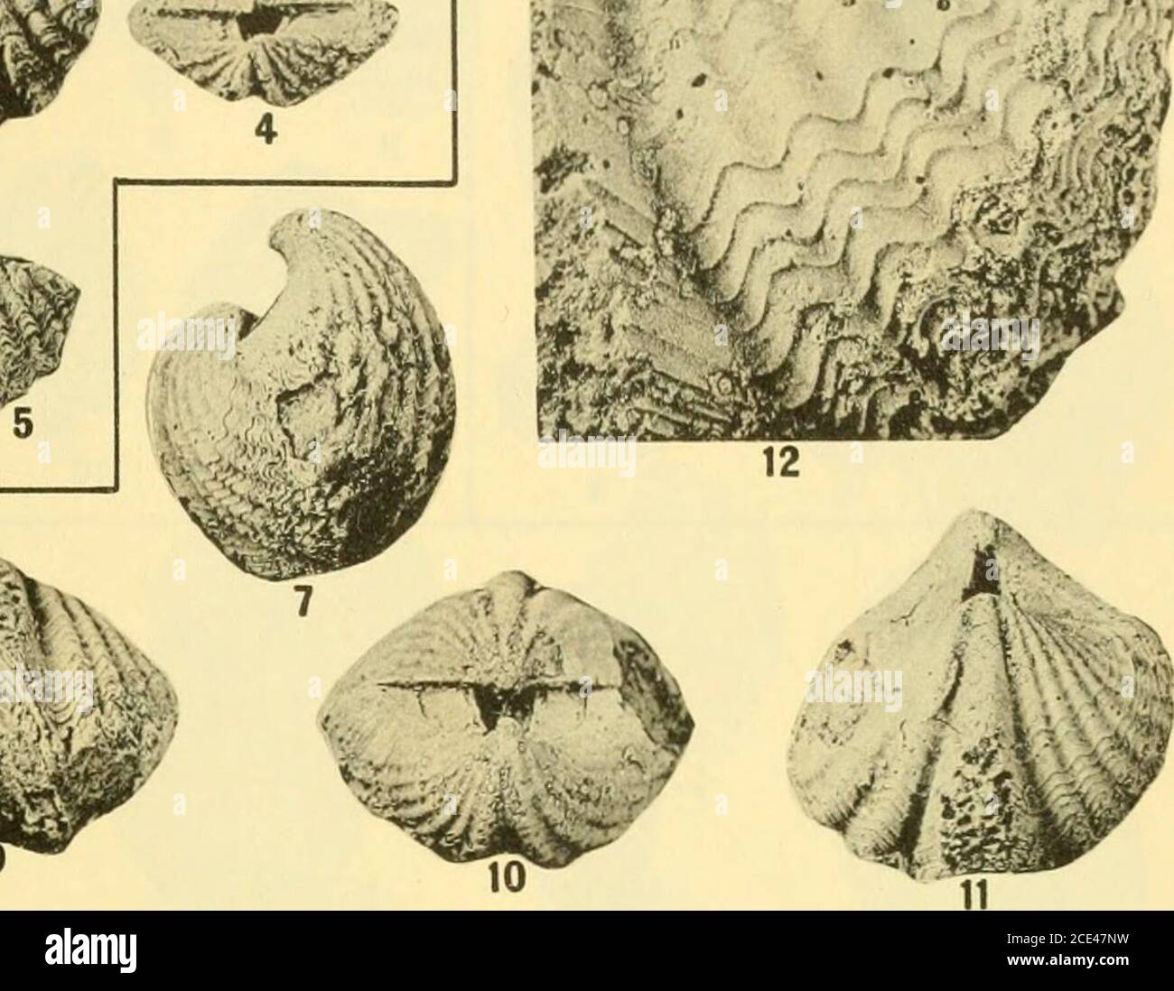 . Smithsonian miscellaneous collections . Spiriferella, Hustedia, and ...