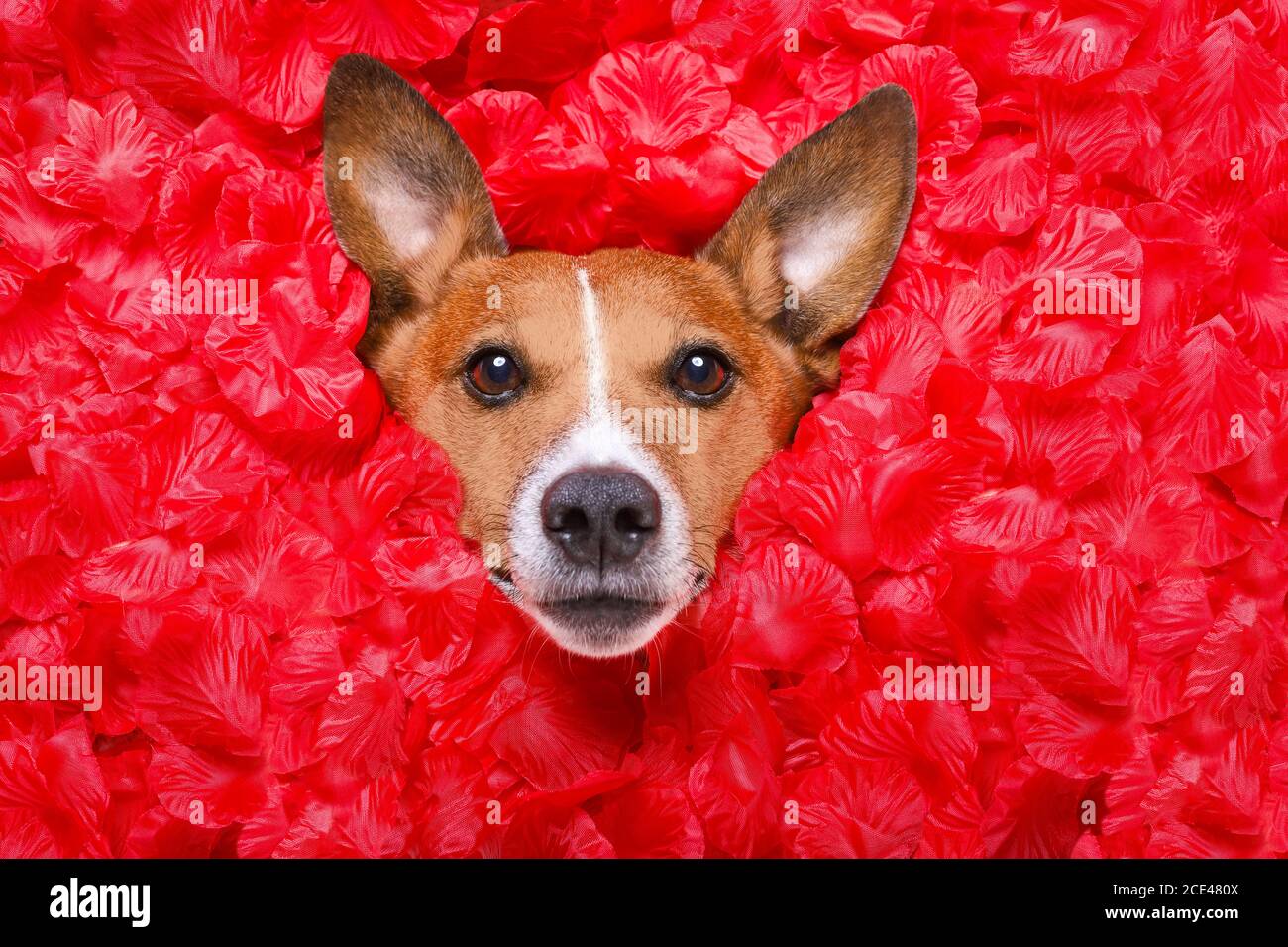 dog love rose valentines Stock Photo - Alamy