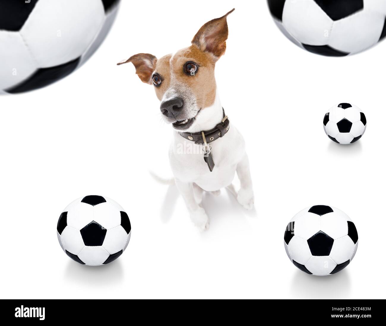 Football mascot dog hi-res stock photography and images - Alamy